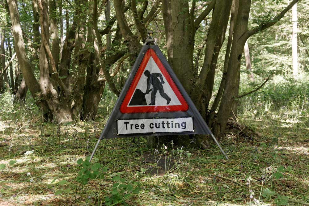 Tree Surgeons Barnstaple | Bideford | North Devon